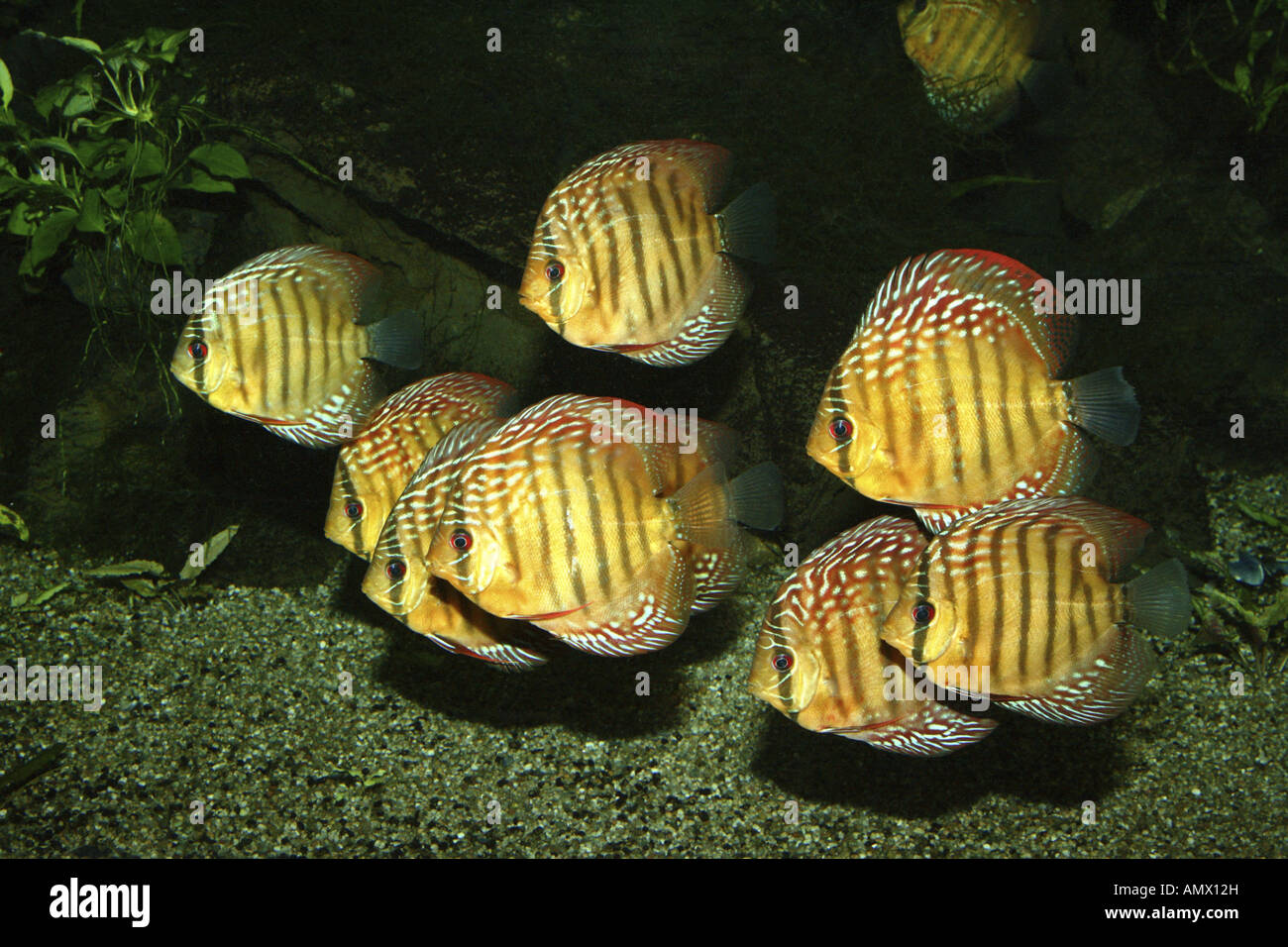 Brown Discus High Resolution Stock Photography and Images - Alamy