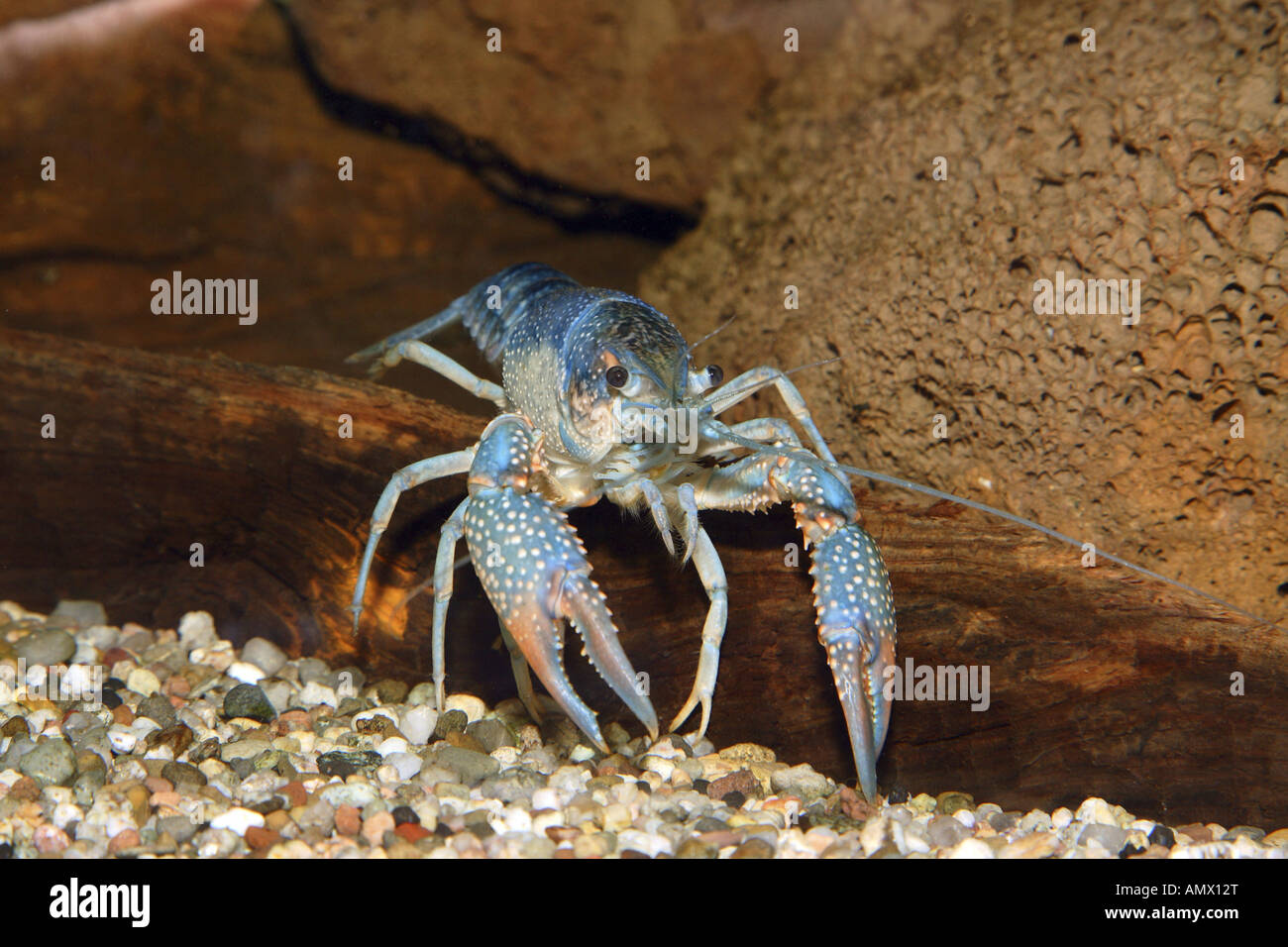 long-clawed crayfish (Astacus leptodactylus), single individual Stock ...