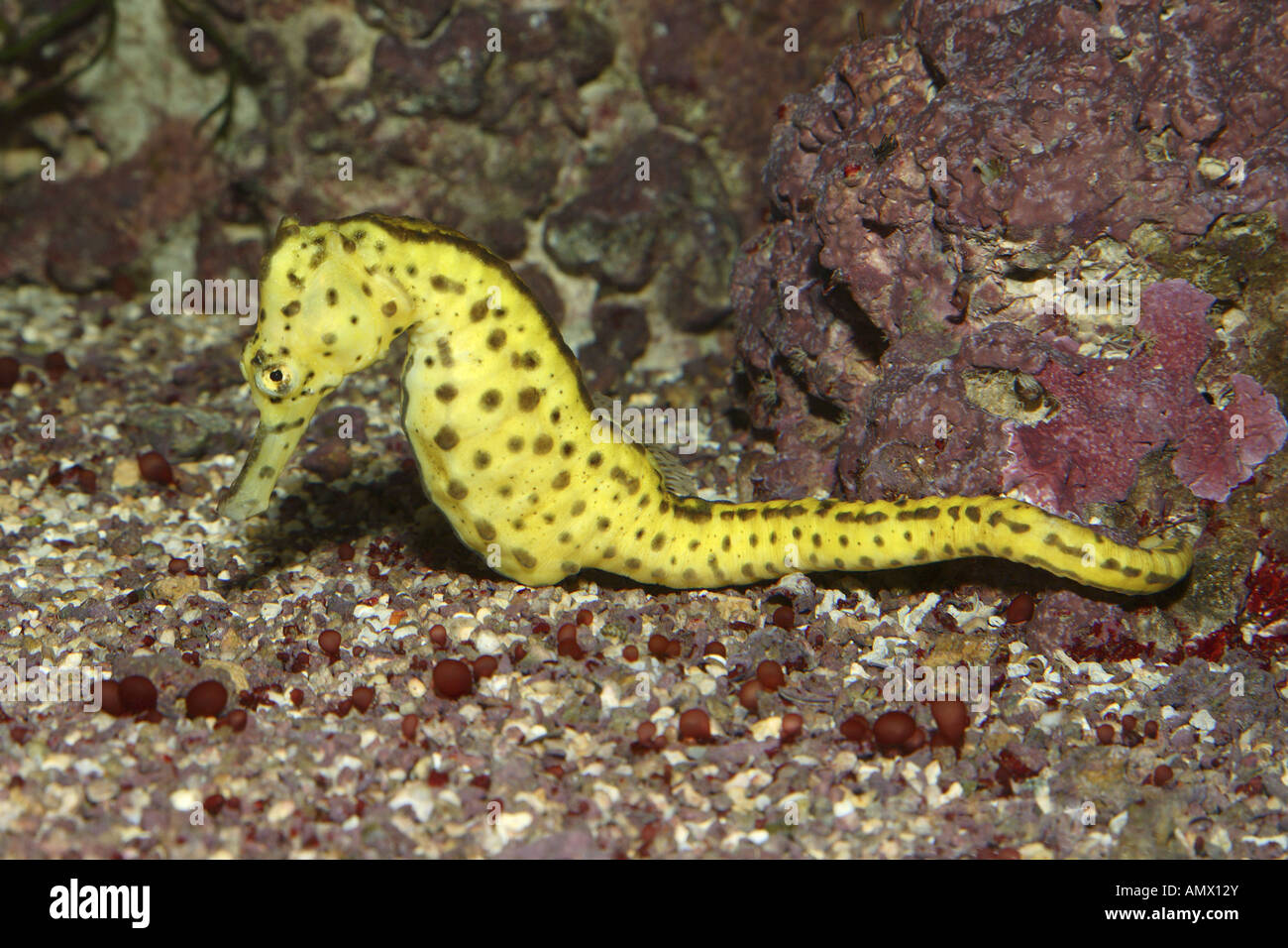 golden seahorse, yellow seahorse, spotted seahorse (Hippocampus kuda ...