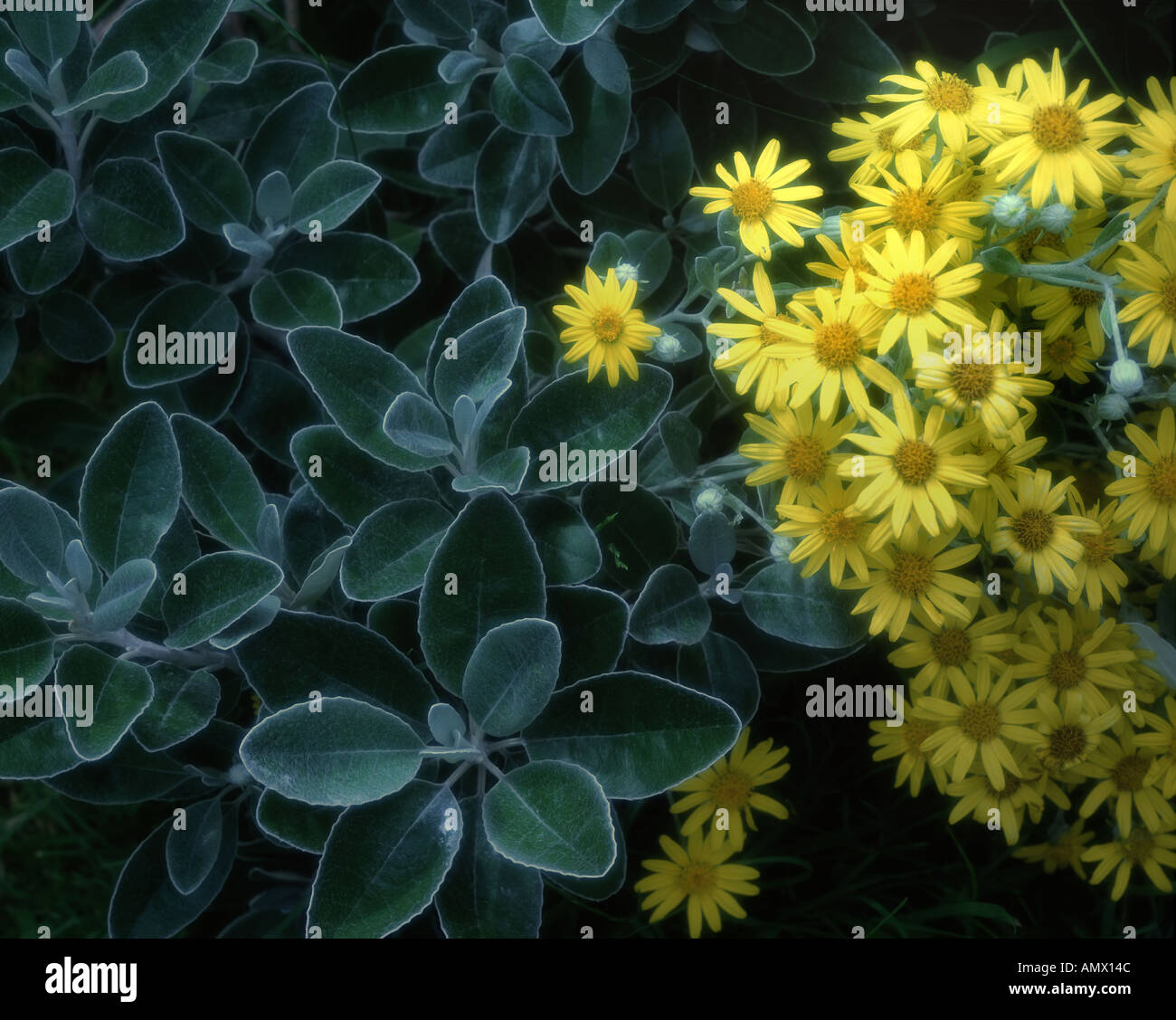 Sencio hi-res stock photography and images - Alamy