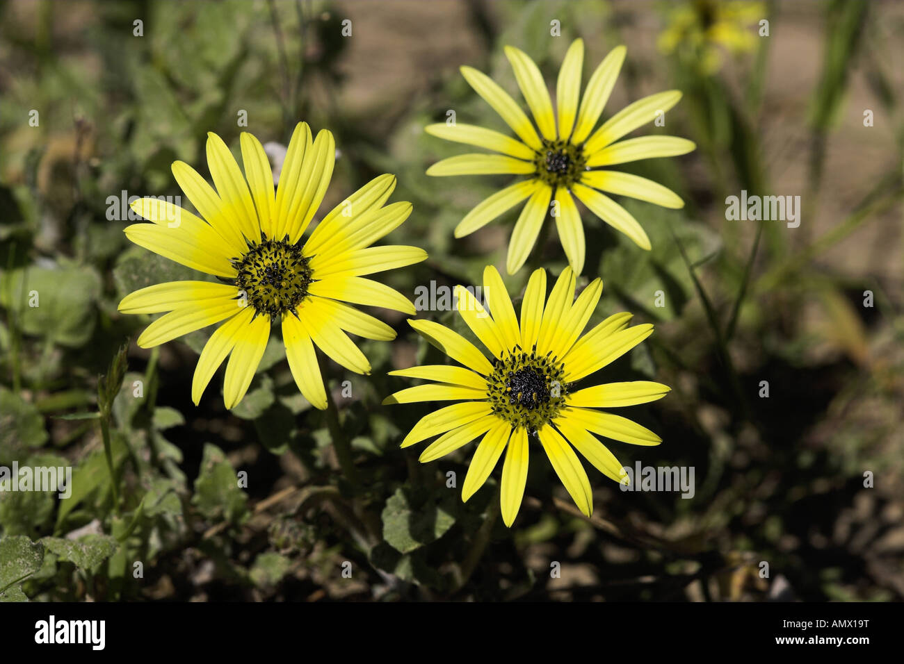Cape dandelion, Cape weed, capeweed (Arctotheca calendula), blooming ...