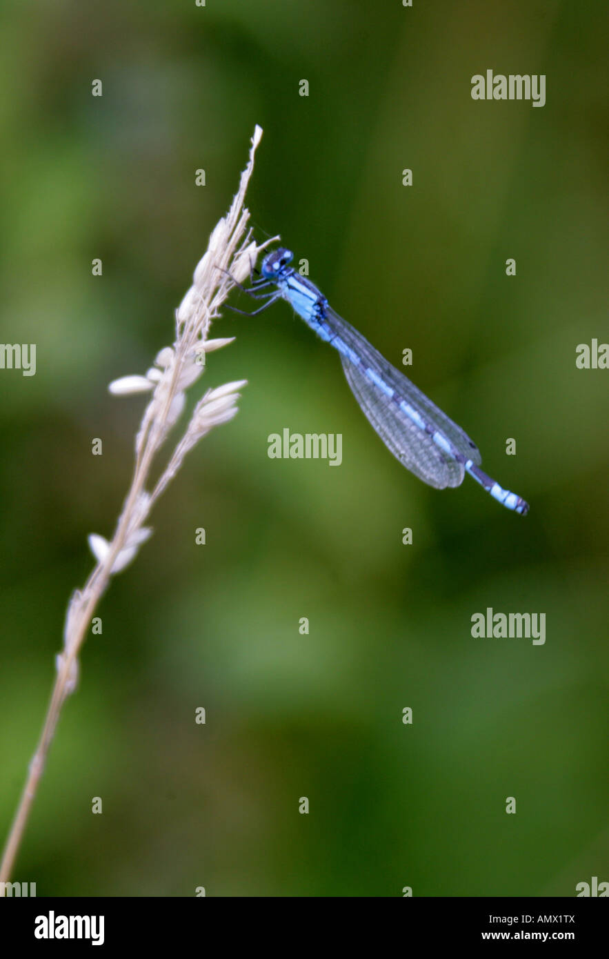 Blue damselfly and wild grass hi-res stock photography and images - Alamy