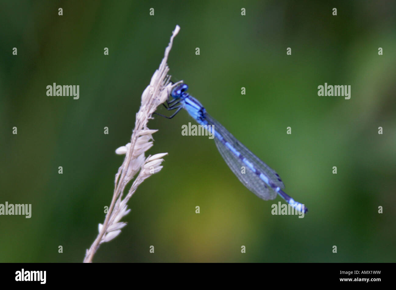 Common Blue Damsel Fly Enallagma cyathigerum, Zygoptera, Odonata Stock ...