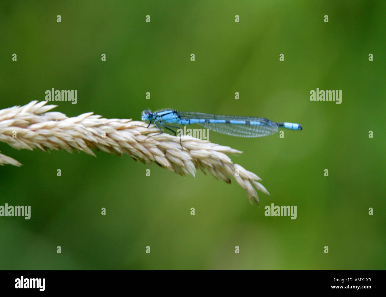 Common Blue Damsel Fly Enallagma cyathigerum, Zygoptera, Odonata Stock ...