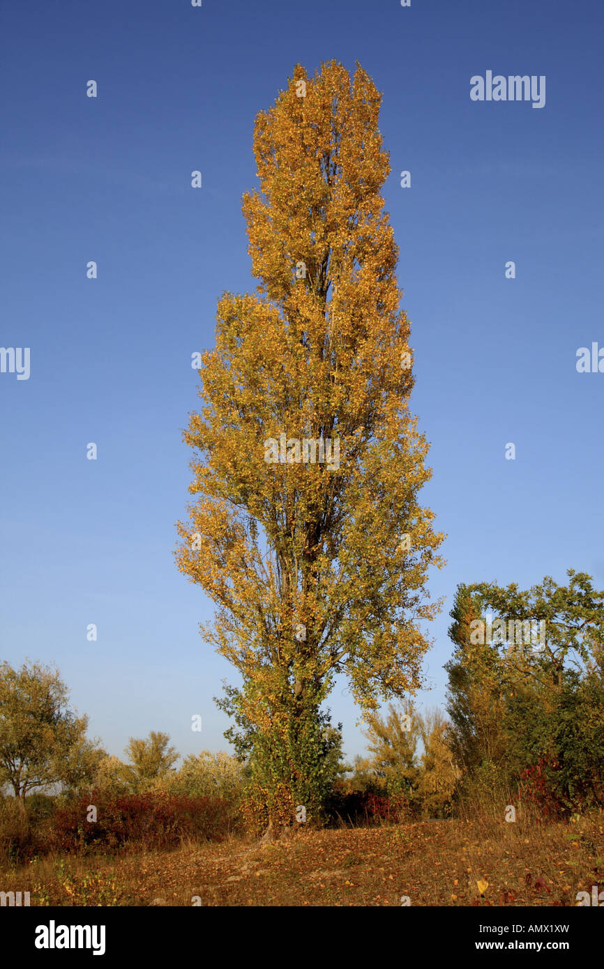 Lombardy poplar populus nigra var italica hi-res stock photography and ...