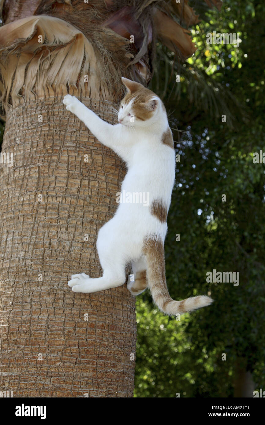 domestic cat, house cat (Felis silvestris f. catus), hangig on a tree ...