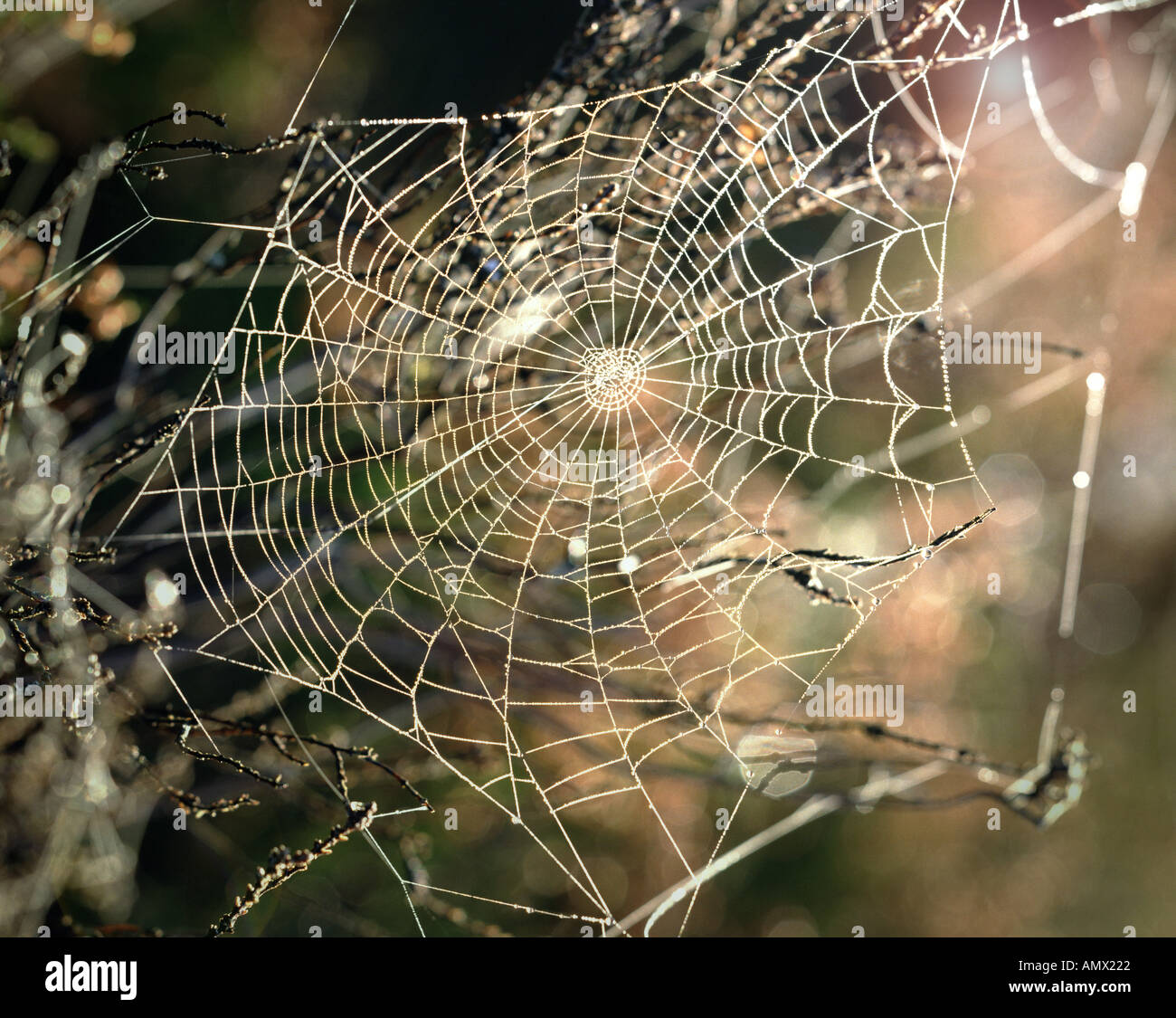 NATURE: Spiders Web Stock Photo - Alamy