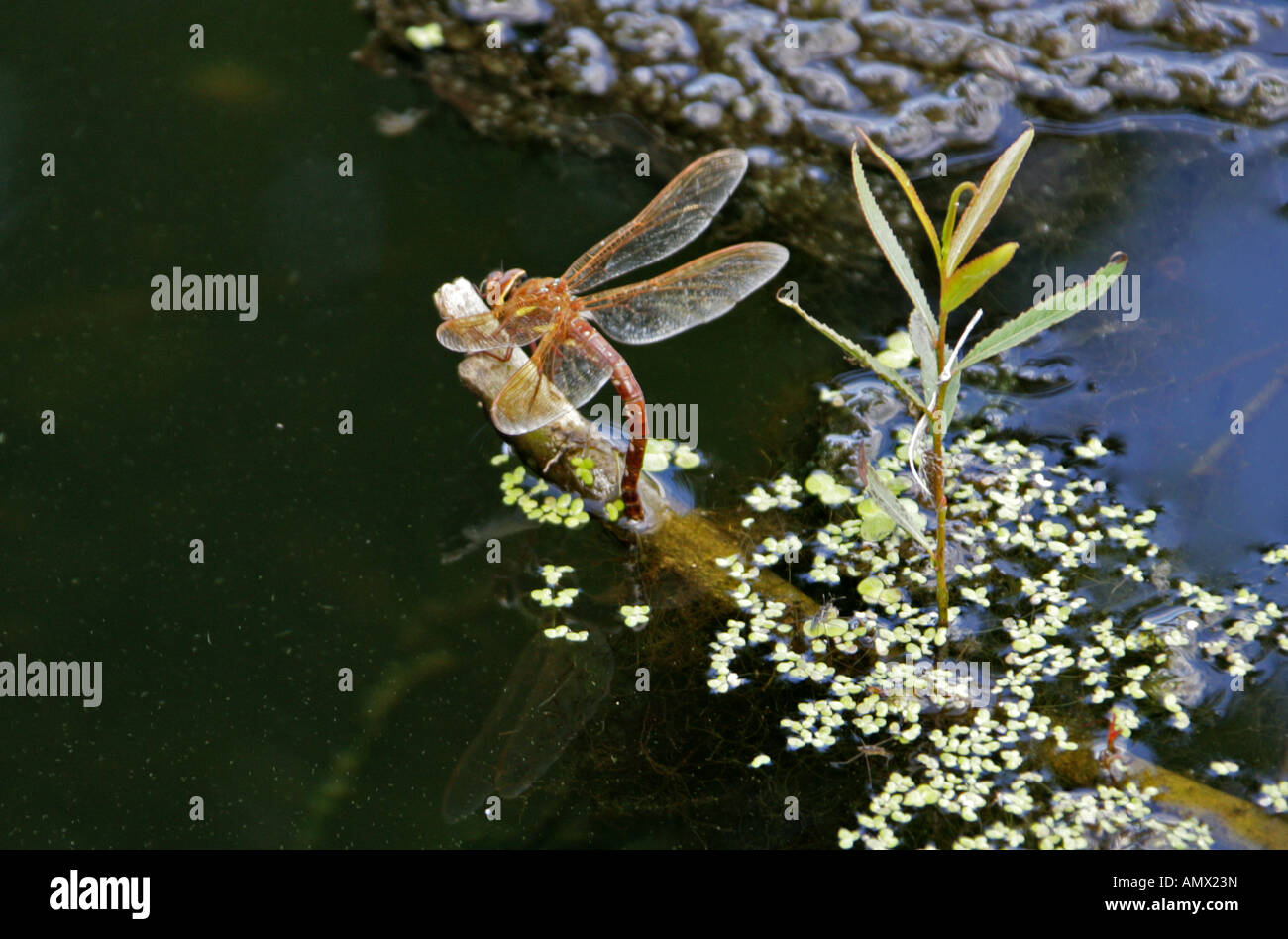 Brown Aeschna Hawker Dragonfly Aeschna grandis, Anisoptera, Odonata ...