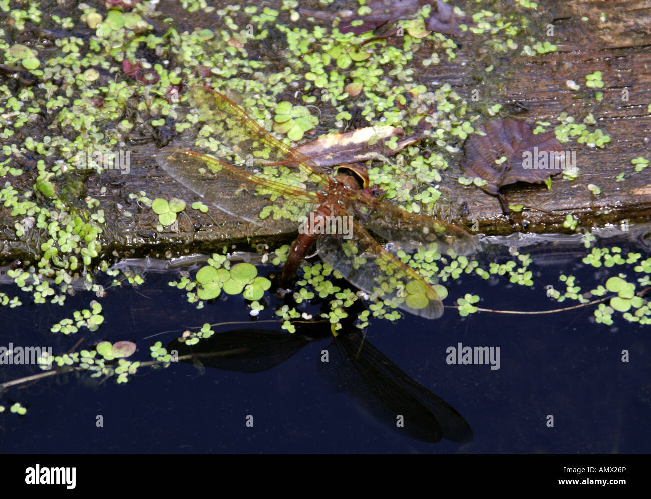 Brown Aeschna Hawker Dragonfly Aeschna grandis, Anisoptera, Odonata ...