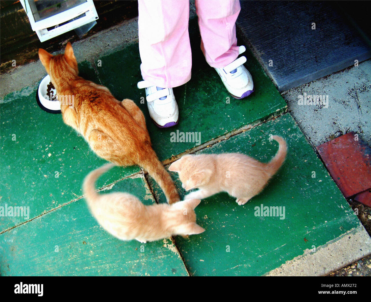 Scared kittens hi-res stock photography and images - Alamy