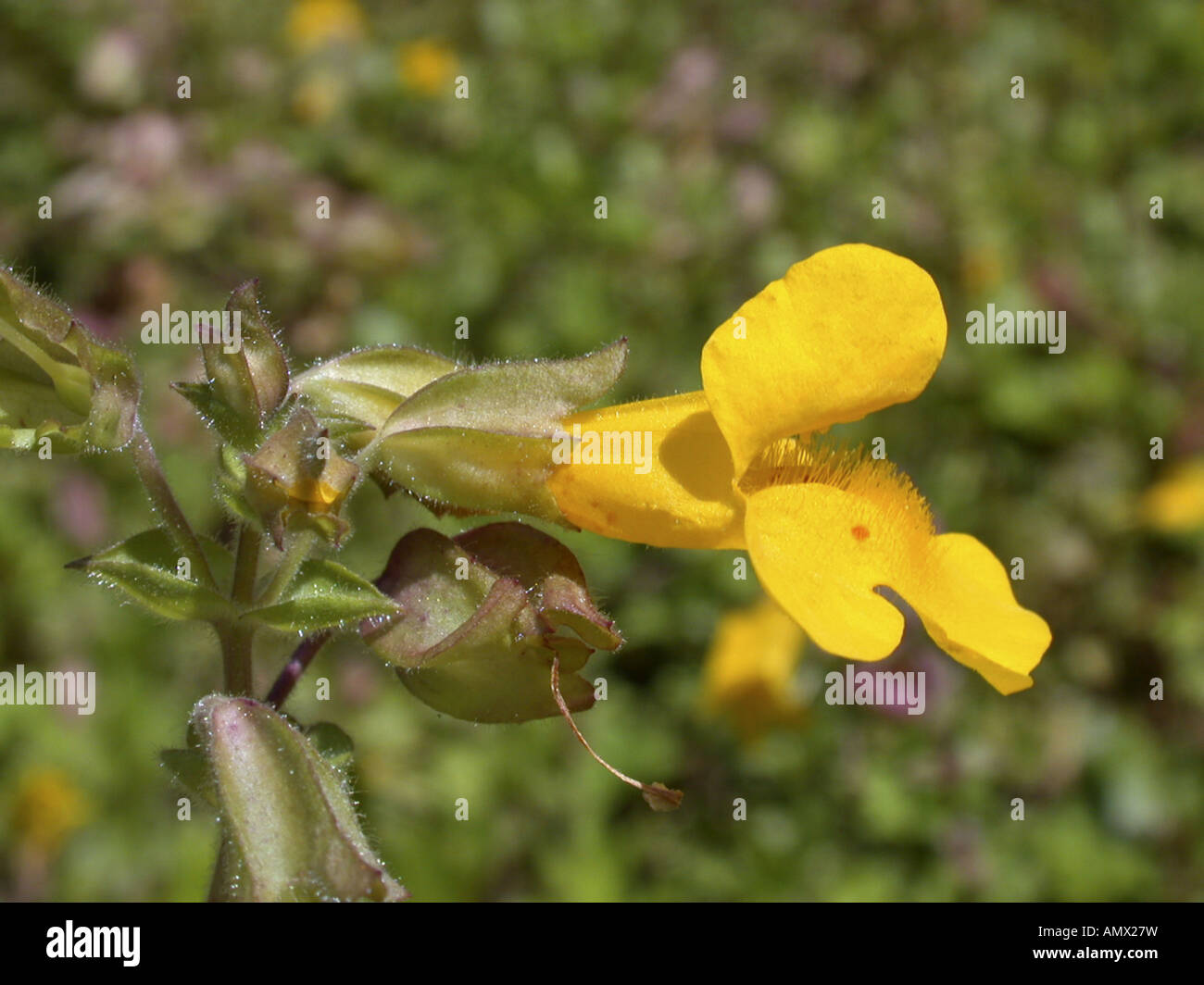 Yellow monkeyflower mimulus guttatus hi-res stock photography and ...
