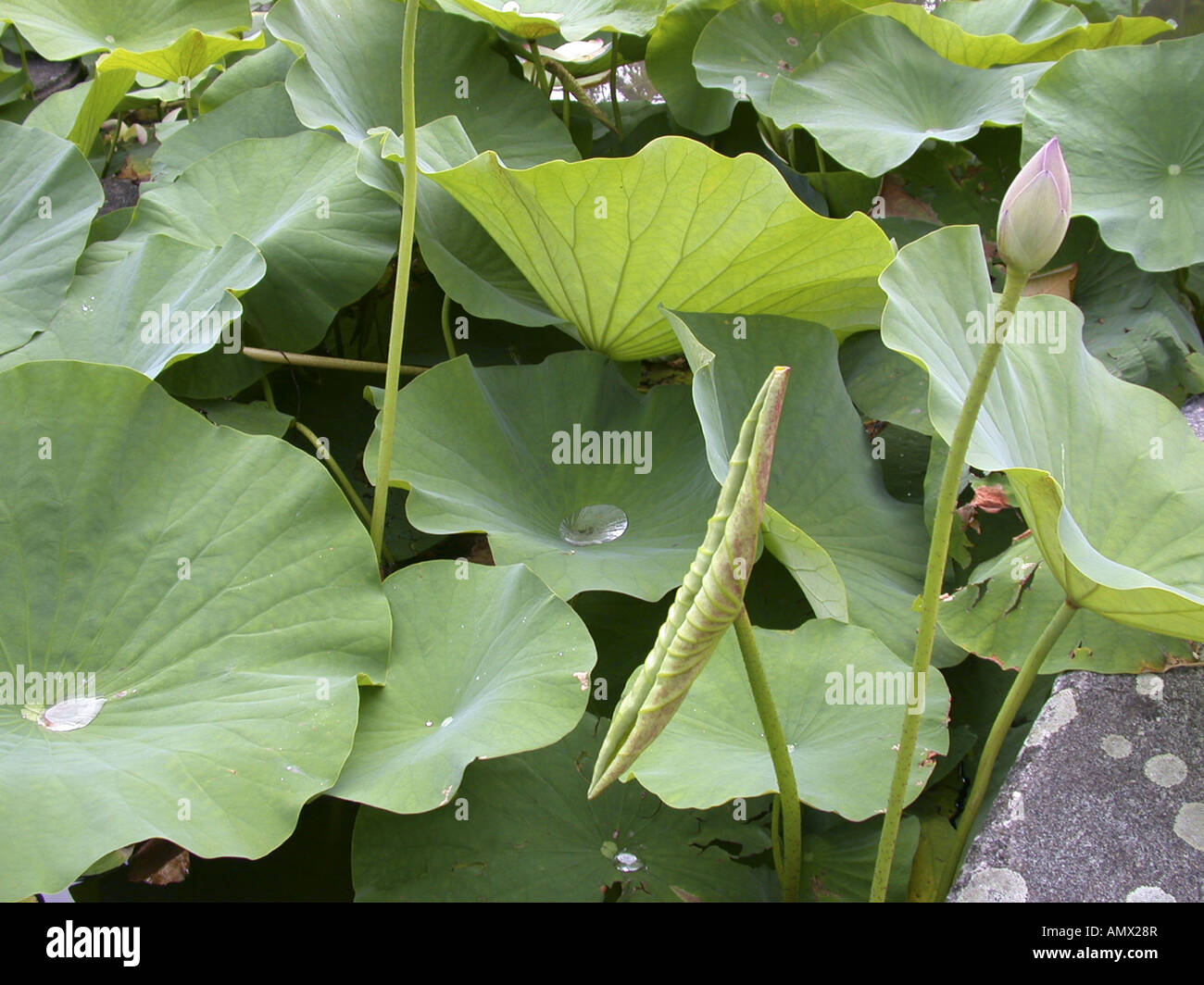 East Indian lotus (Nelumbo nucifera), leaves and flower bud Stock Photo ...