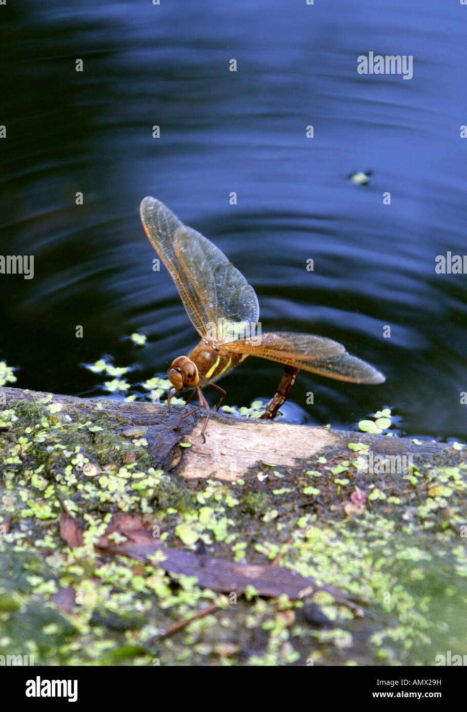 Brown Aeschna Hawker Dragonfly Aeschna grandis, Anisoptera, Odonata ...