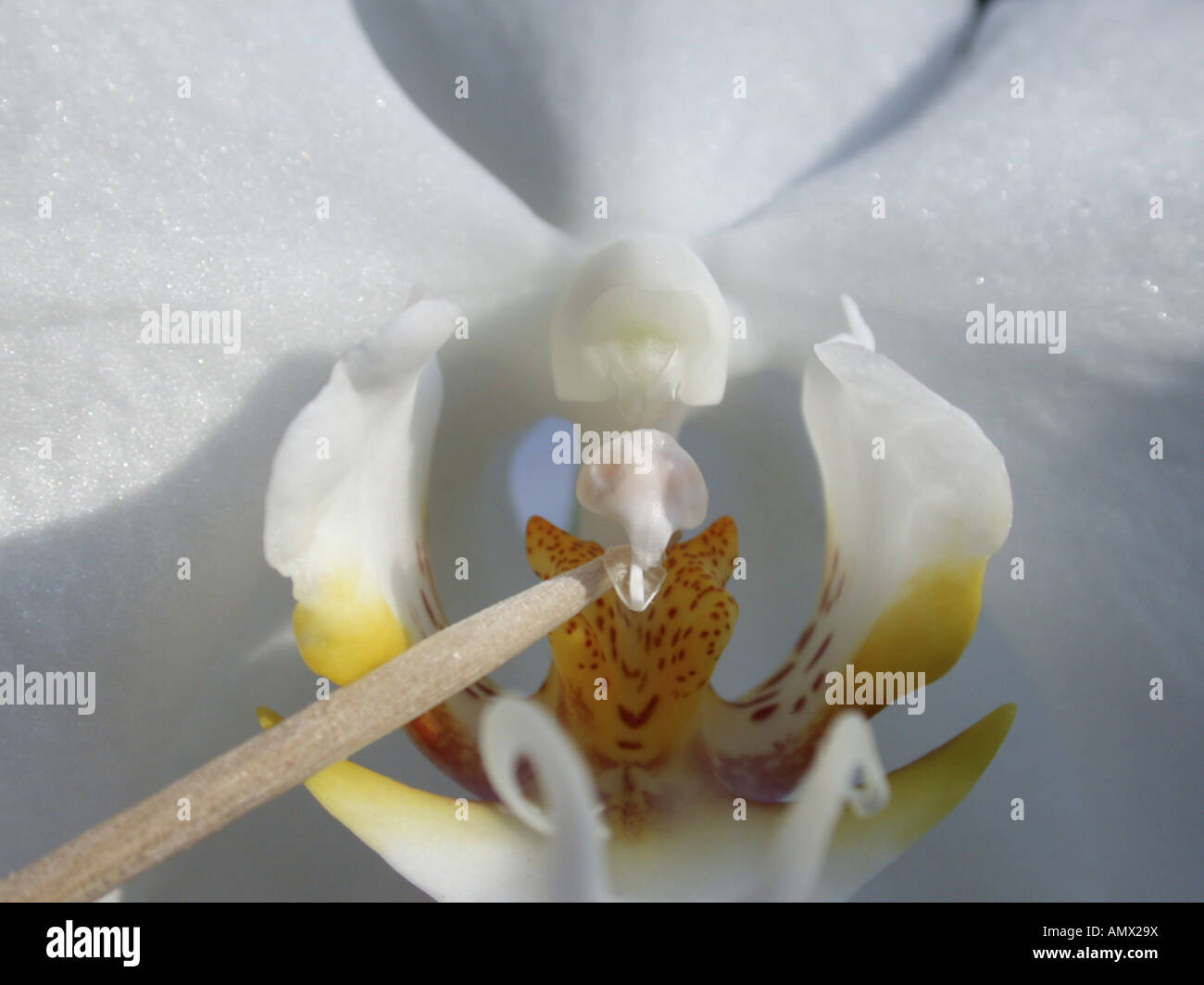 Simulation of the pollination hi-res stock photography and images - Alamy