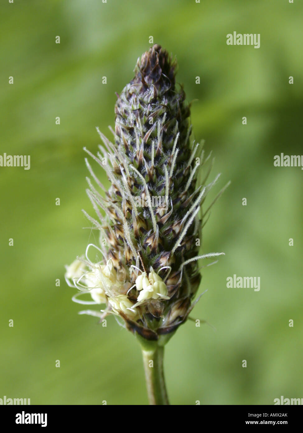 buckhorn plantain, English plantain, ribwort plantain, rib grass ...