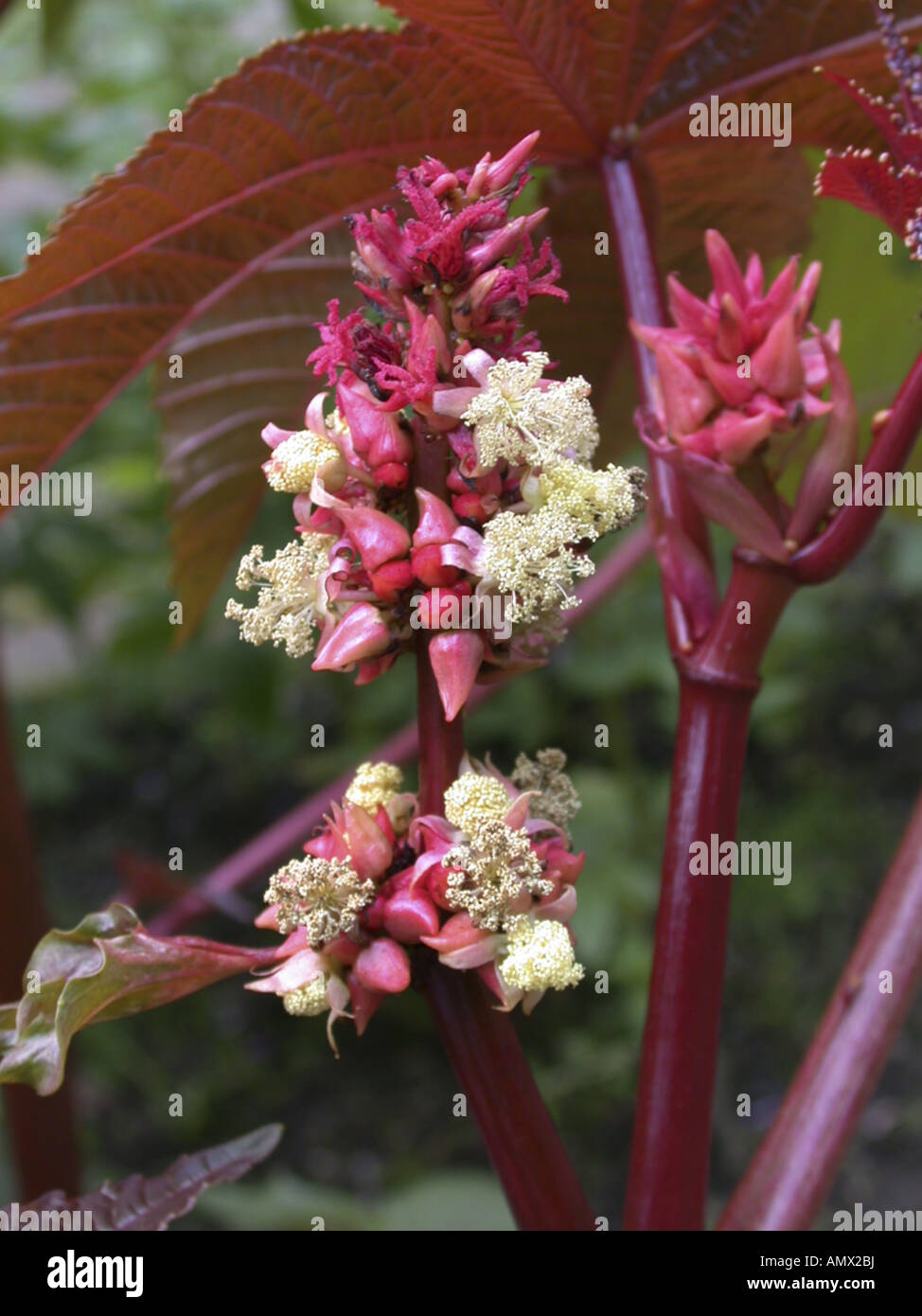 castor-oil plant, castor oil plant, ricin, Castor bean, Castorbean ...