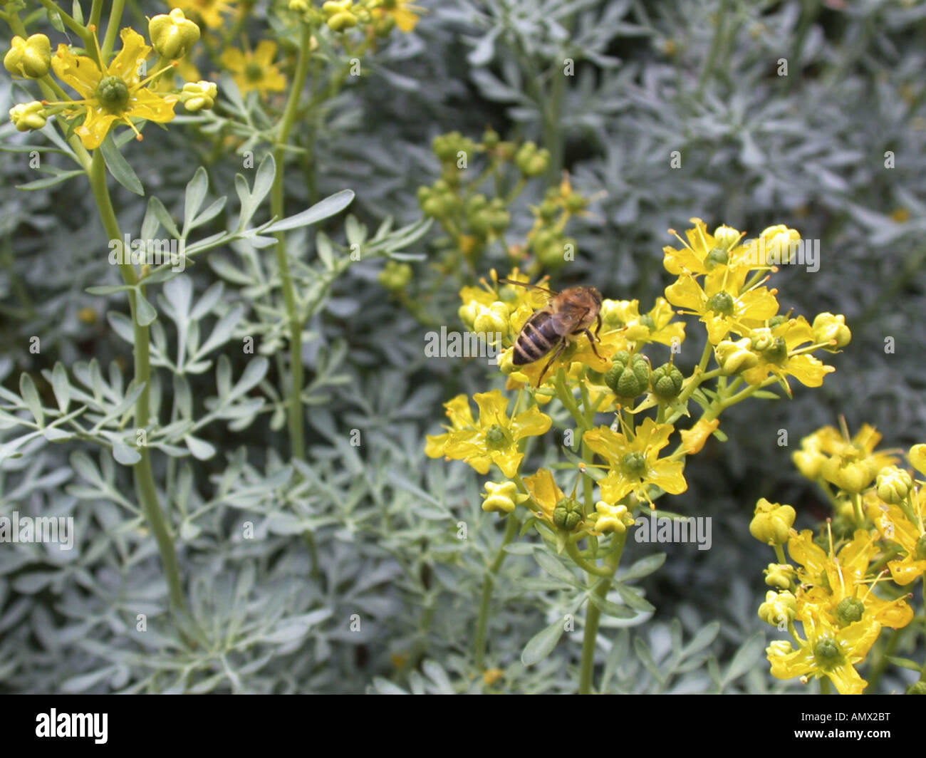 common rue (Ruta graveolens), flowers with bee Stock Photo - Alamy