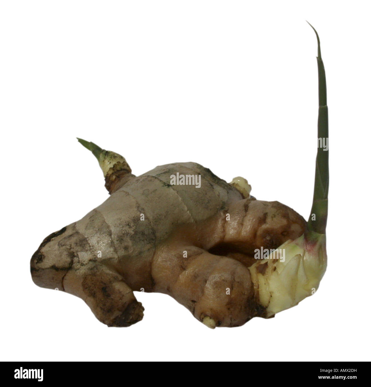 ginger, common ginger, cooking ginger, Canton ginger (Zingiber ...