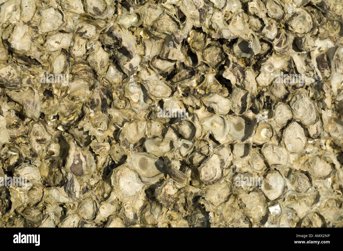 Intertidal bivalves commonly known as rock oyster Stock Photo - Alamy