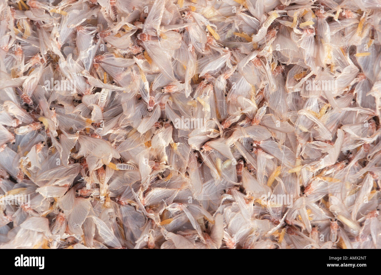 mayflies (Ephemeroptera), daed mayflies at roadside, Namibia, Kuene ...
