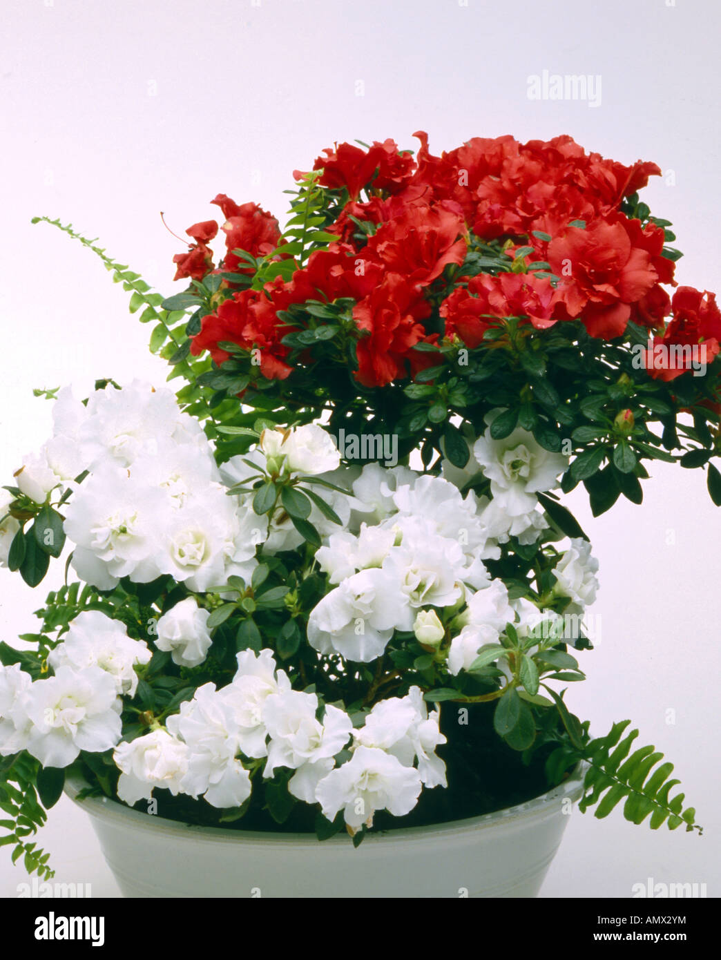 Azalea, Formosa Azalea, Sim's Azalea, (Rhododendron simsii), red and ...
