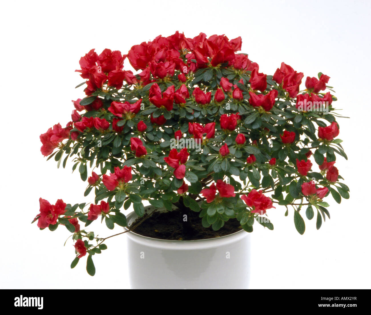 Formosa azalea hi-res stock photography and images - Alamy