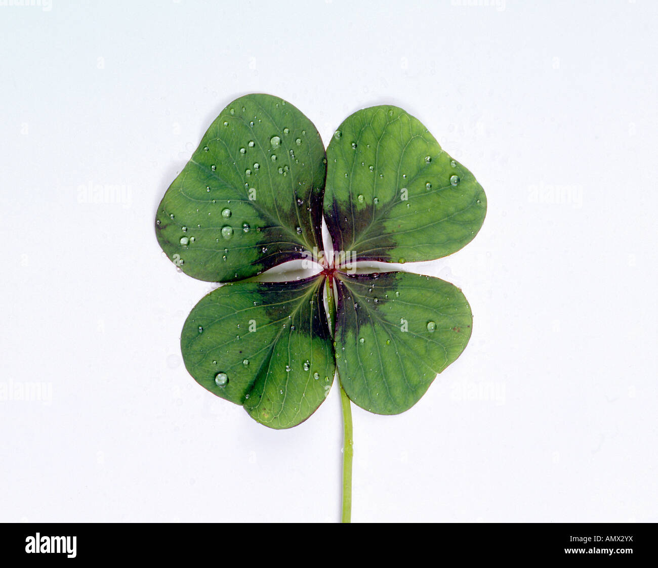 four-leafed clover (Oxalis tetraphylla, Oxalis deppei), single leaf ...