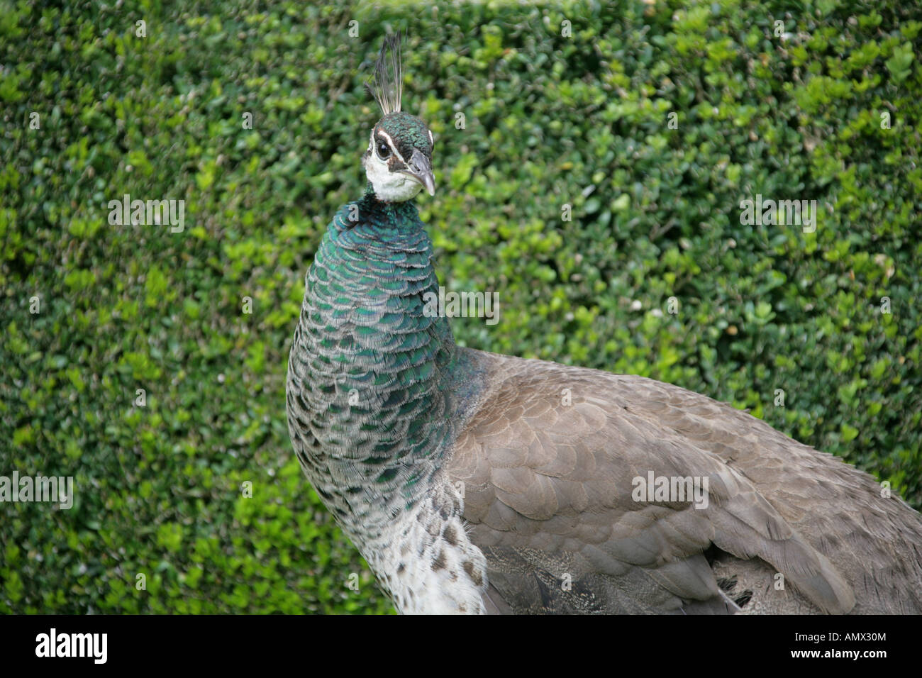 Peahen Female Peacock Pavo cristatus Stock Photo - Alamy