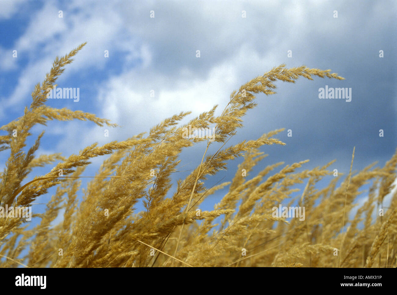 Swamp reed fruits hi-res stock photography and images - Alamy