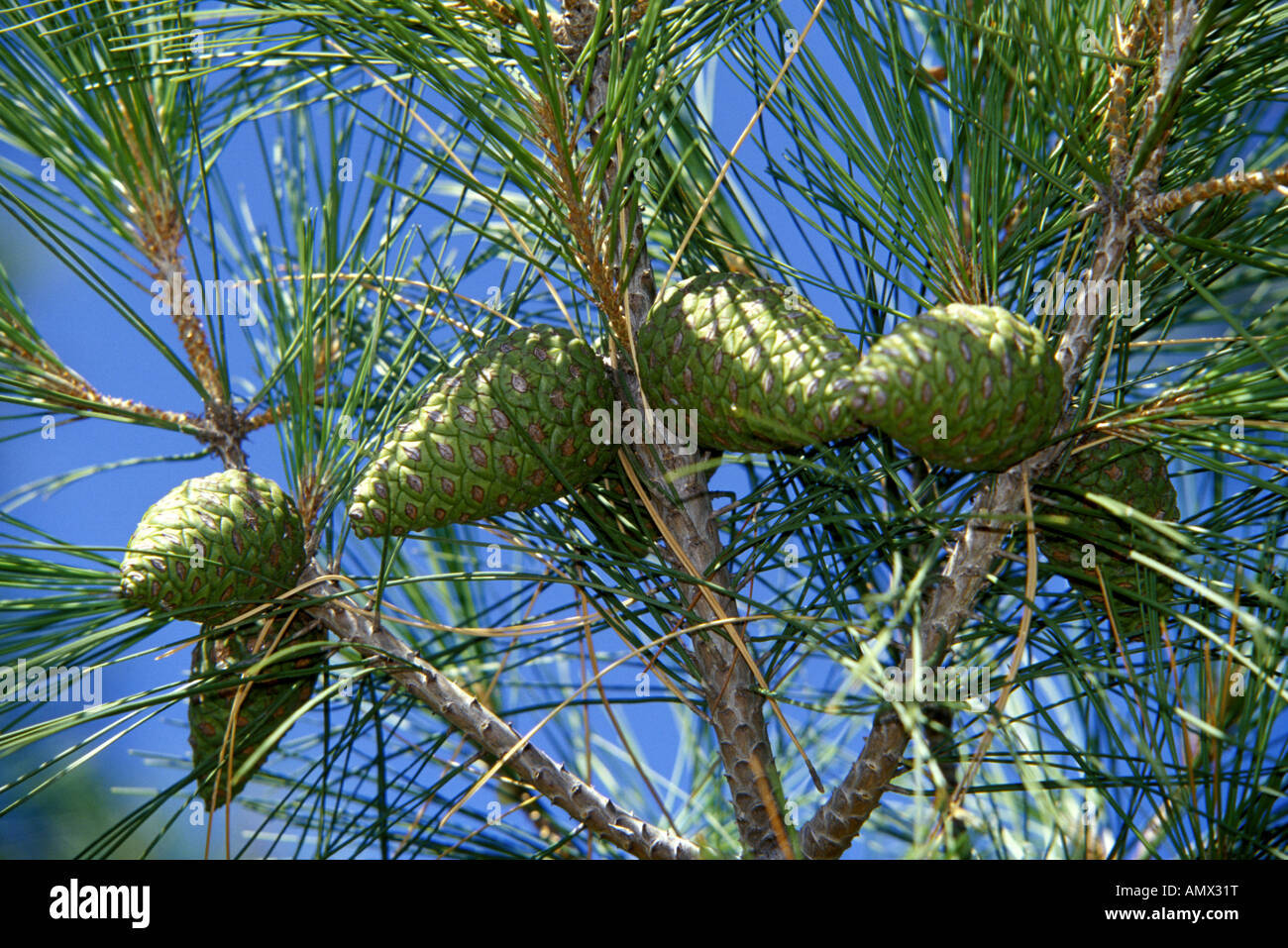pine (Pinus spec.), young, green cones, Croatia Stock Photo - Alamy