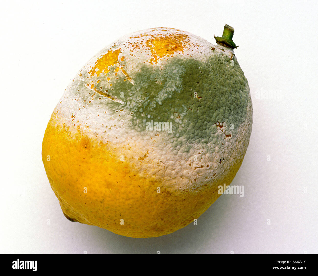 lemon (Citrus limon), lemon with mould Stock Photo - Alamy