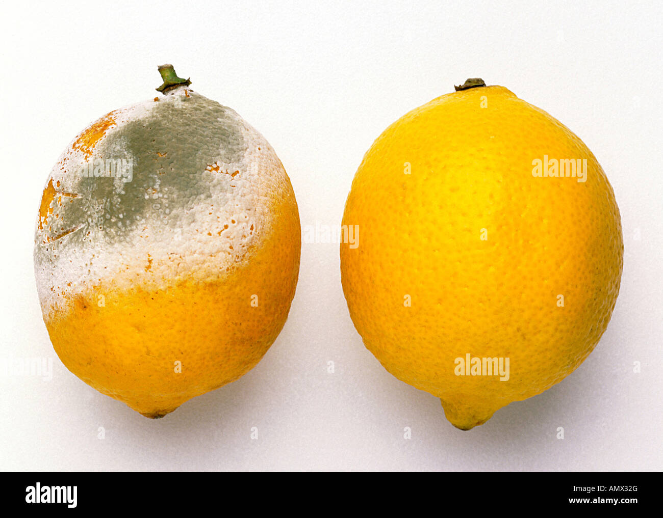 lemon (Citrus limon), one lemon fresh and one lemon with mould Stock ...