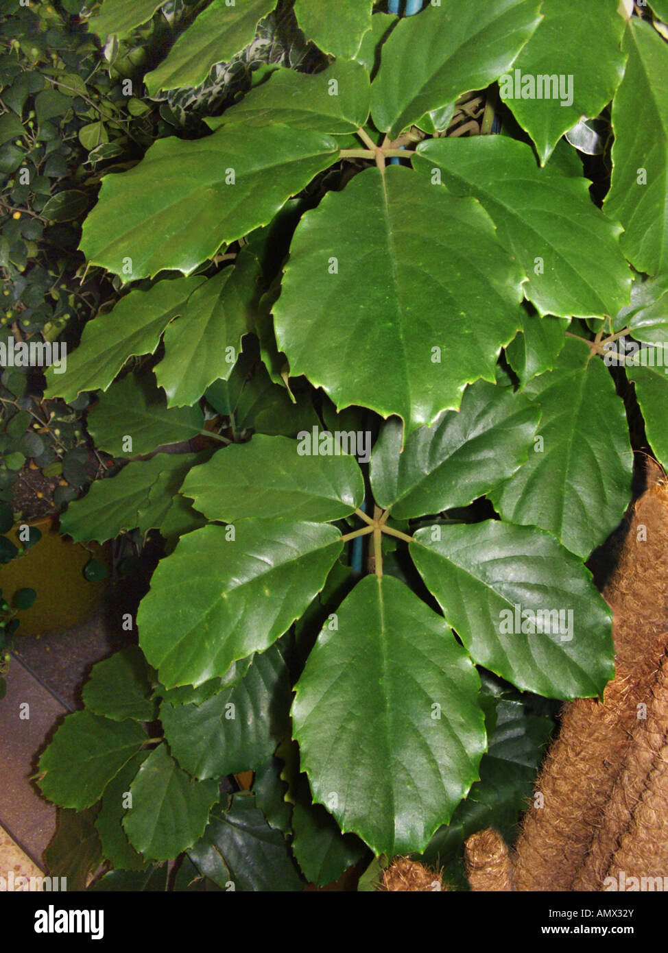 Chestnut Vine, Lizard Plant (Tetrastigma voinierianum), leaves Stock ...