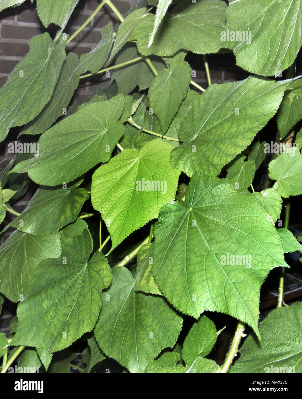 Variegated African Hemp, African Hemp (Sparrmannia africana), leaves ...