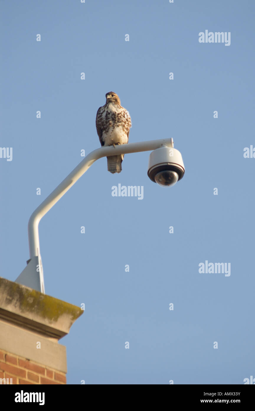 Red tailed hawk watches over an urban scene from atop a closed circuit ...