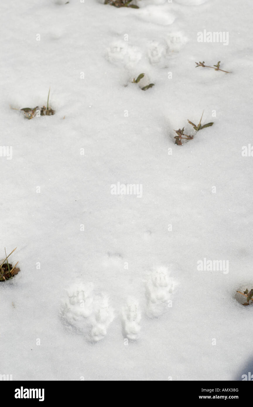Tracks of eastern grey squirrel Sciurus carolinensis on fresh snow ...