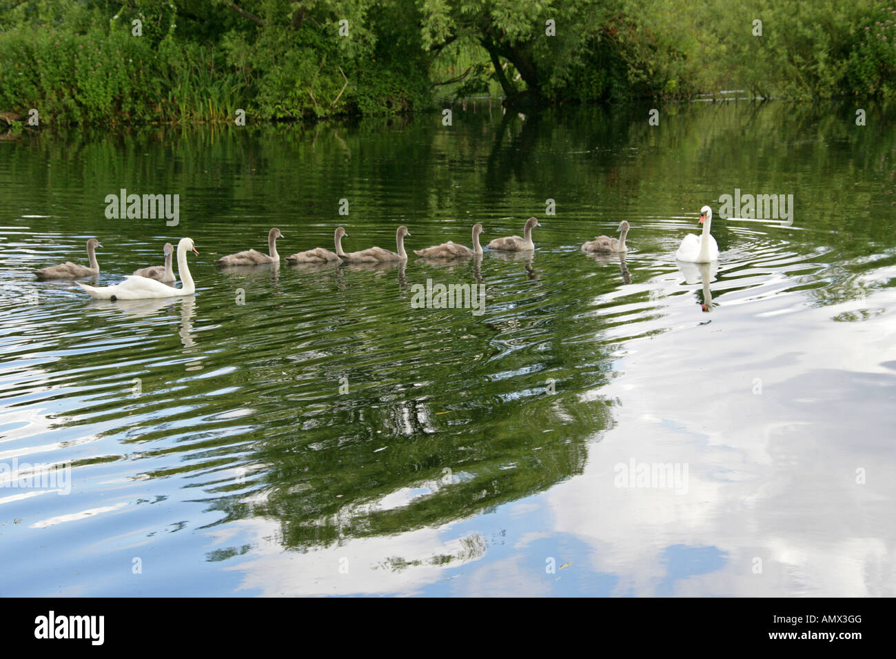 Family group of swans hi-res stock photography and images - Alamy