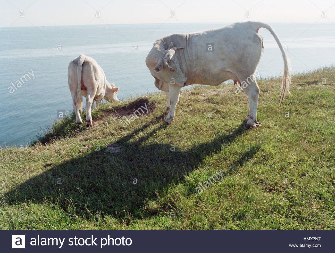 Albino Cow High Resolution Stock Photography and Images - Alamy