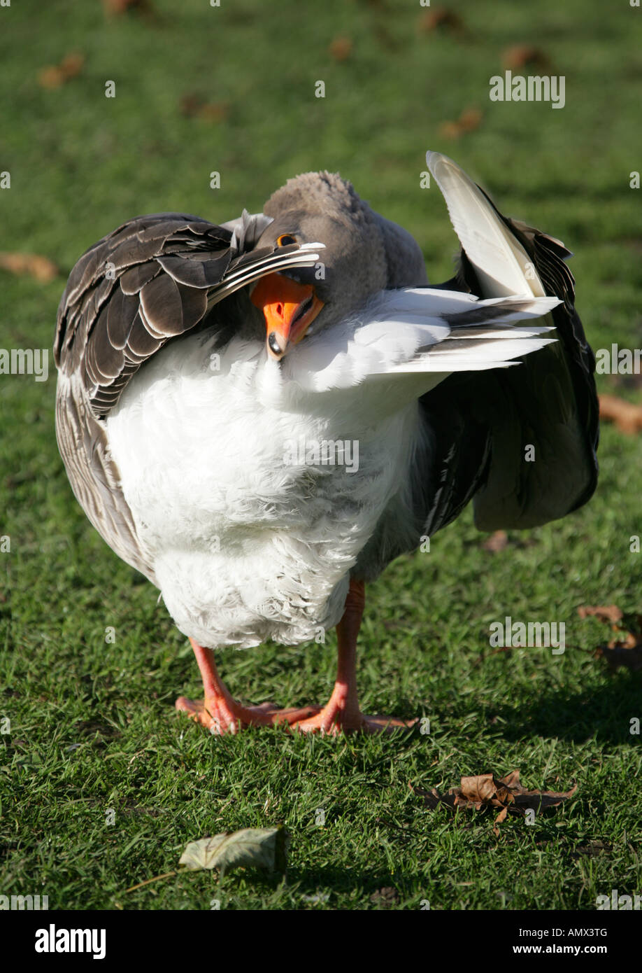 Greylag Goose, Anser anser, Anatidae. Probably a Domestic Hybrid Stock ...