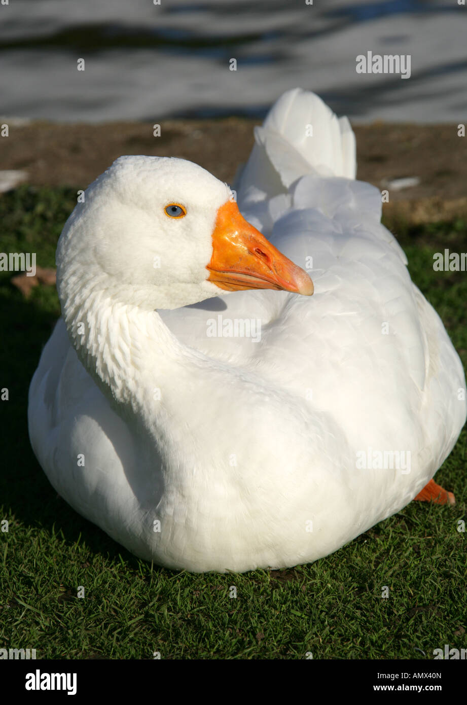 Anatidae portrait hi-res stock photography and images - Alamy