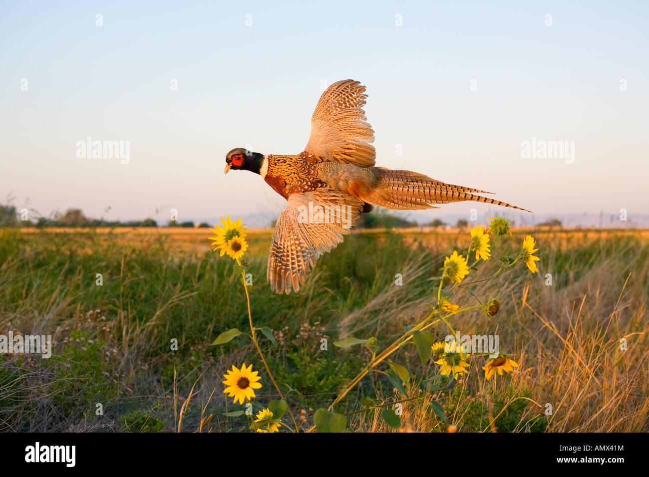 Ringneck Pheasant flying in the field at sundown Stock Photo - Alamy
