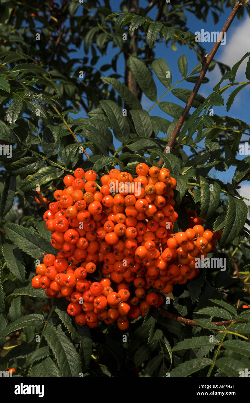 Cluster of ripe Mountain Ash berries Sorbus aucuparia Stock Photo - Alamy