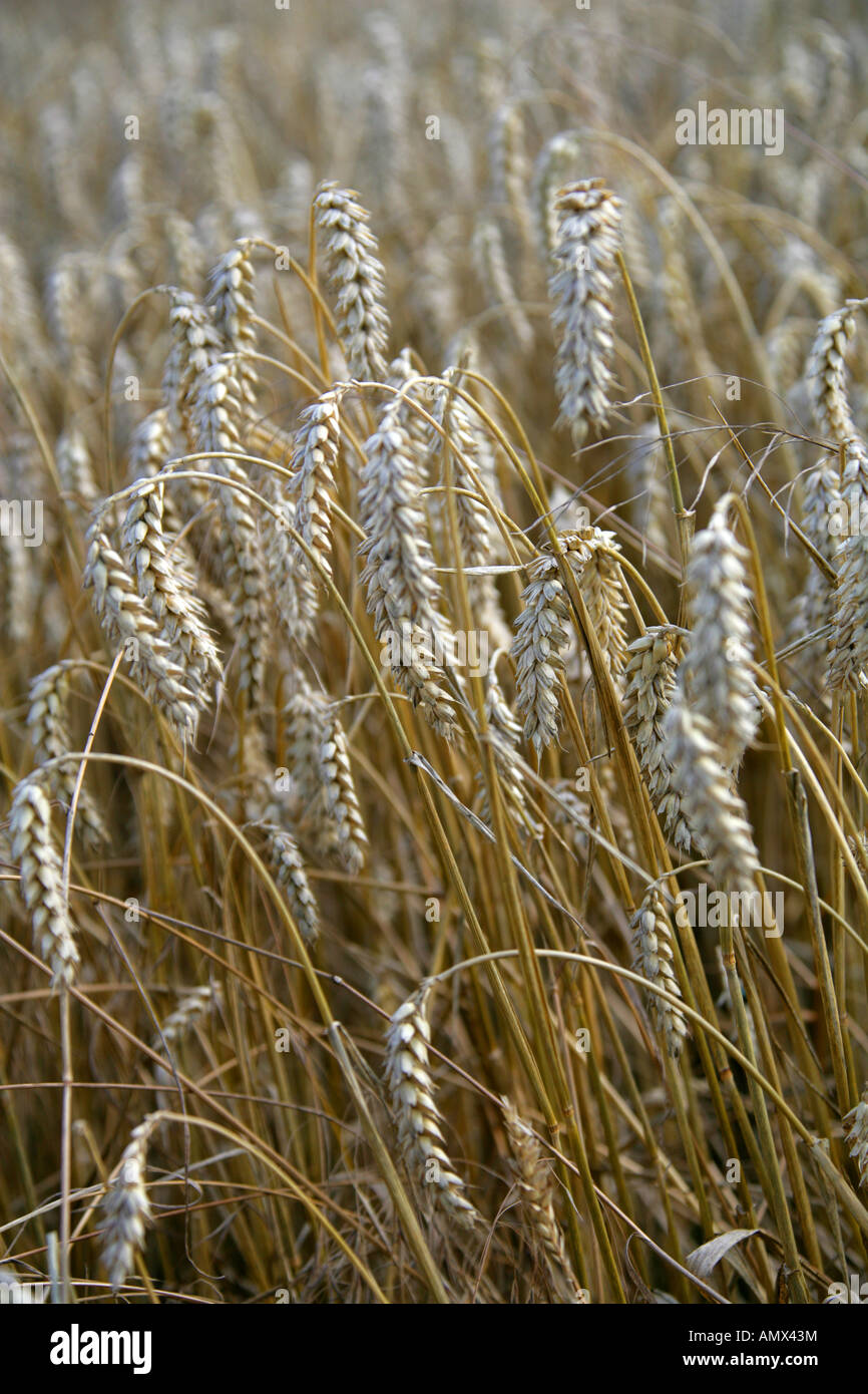 Triticum sp hi-res stock photography and images - Alamy