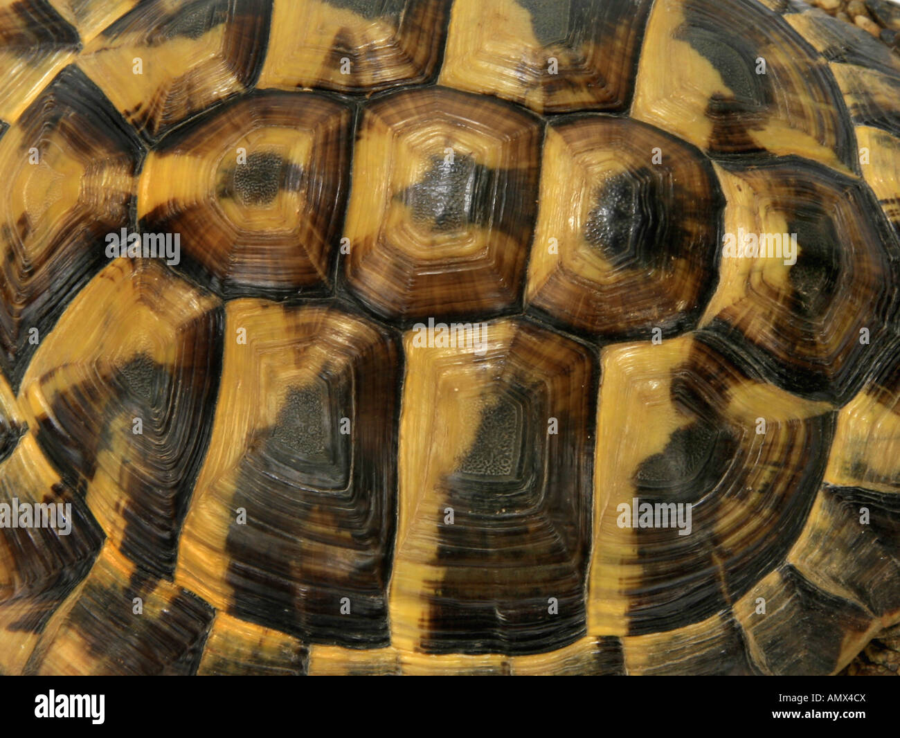 Hermanns tortoise, Greek tortoise, Boettgers tortoise (Testudo hermanni ...