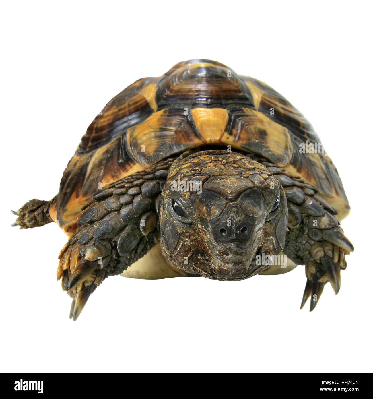 Hermann's tortoise, Greek tortoise (Testudo hermanni), portrait Stock ...
