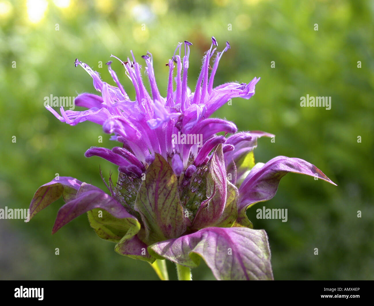 Monarda Croftway Pink High Resolution Stock Photography and Images - Alamy
