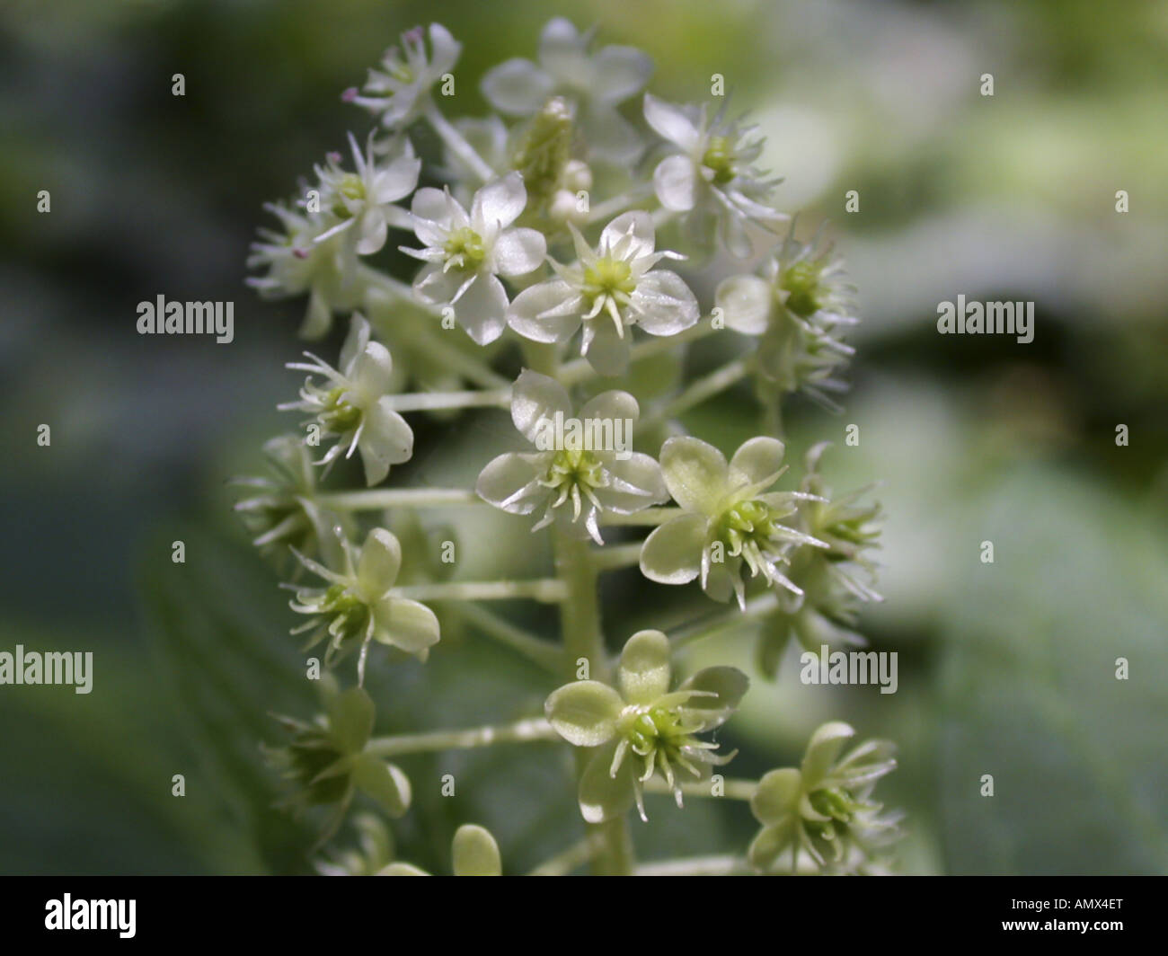 poke root, common pokeweed, Virginian poke (Phytolacca americana ...