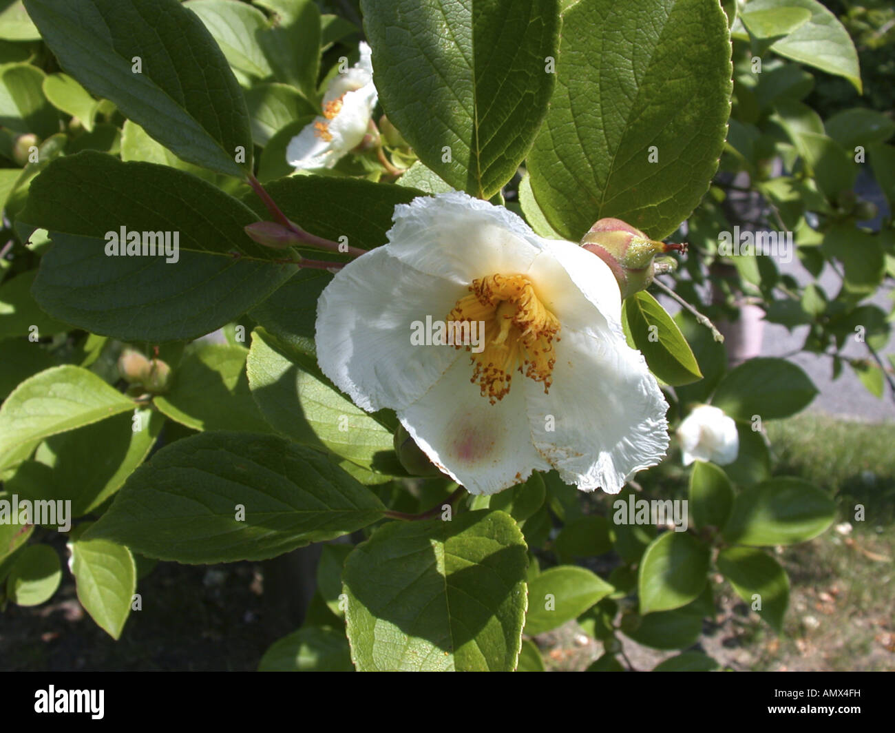 Stewartia pseudocamellia hi-res stock photography and images - Alamy