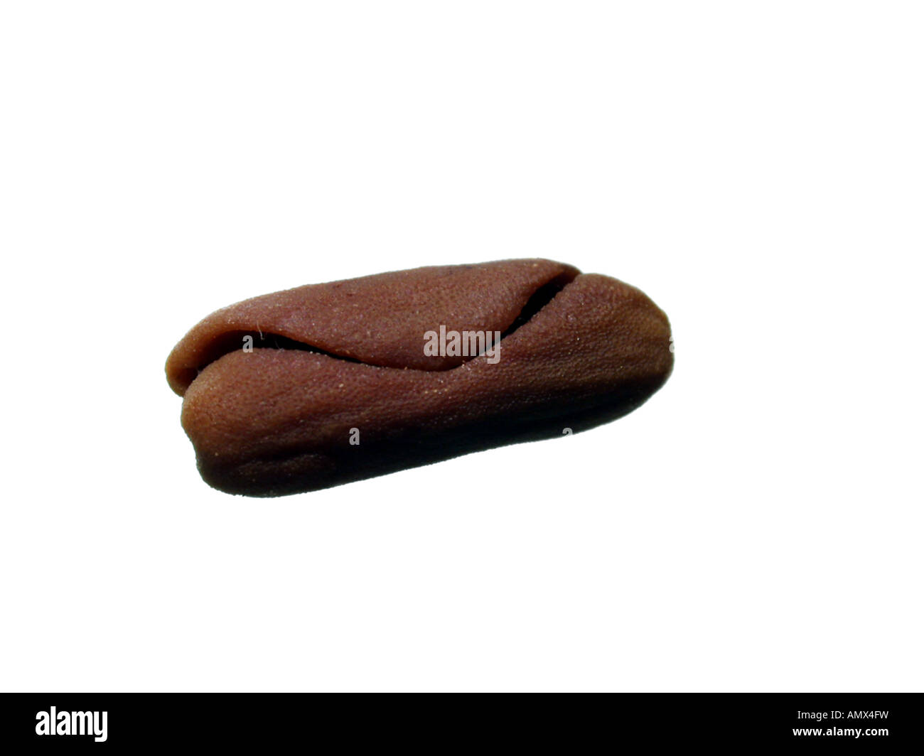 Cloves, Clove tree (Syzygium aromaticum), seed Stock Photo - Alamy