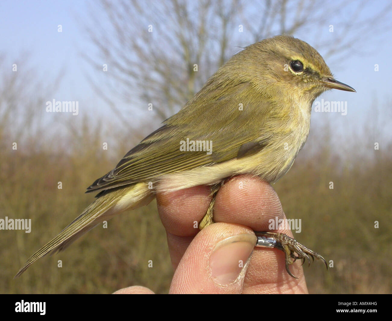 willow warbler (Phylloscopus trochilus abientinus), bird ringing, Germany, Saarland Stock Photo ...